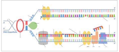 Schaubild „dna Replikation“ Quizlet
