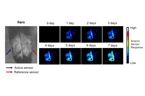 Smart Researchers Engineer A Plant Based Sensor To Monitor Arsenic