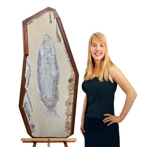 Huge Fossil Squid Leptotheuthis The Natural Canvas