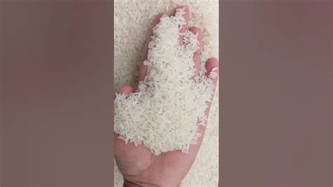 ရှမ်းဆန် ခေါ် ချင်းသုံးဆန်စီးဖြန့်ချီရေး Youtube