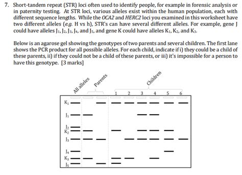 Solved 7 Short Tandem Repeat Str Loci Often Used To