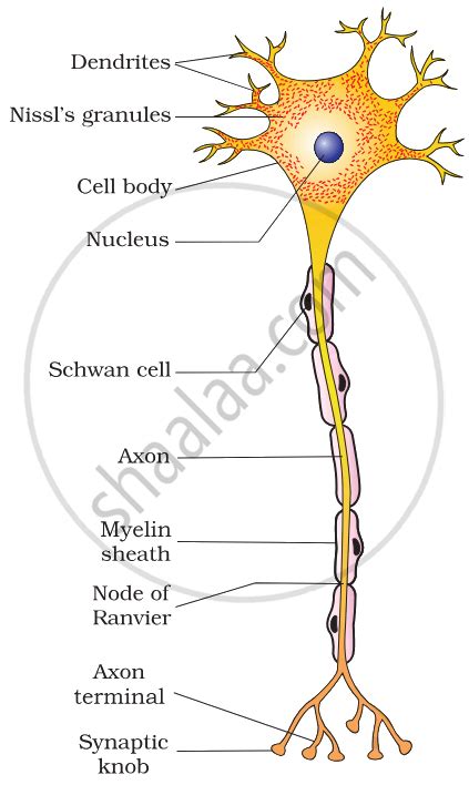 Nerve Axon Diagram