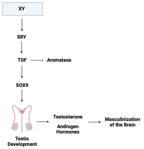 Overview Sex Differences Brain Development Developmental Biology Research Highlights