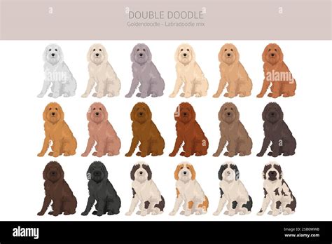 Double Doodle Clipart Labradoodle Goldendoodle Mix Different Coat Colors Set Vector