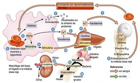 Células Sanguíneas Eritrocito