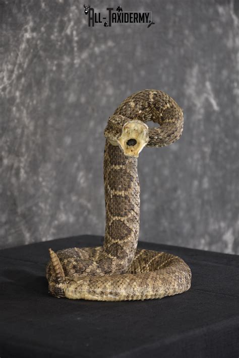 Large Diamondback Rattle Snake Taxidermy Mount For Sale Sku 2039