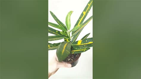 Кротон - Кодиеум Санни Стар #кротон #кодиеум #plant #plantname # ...
