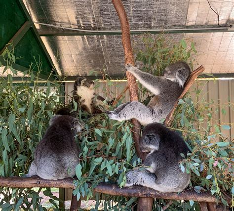 코 호주 오스트레일리아 Pixabay의 무료 사진