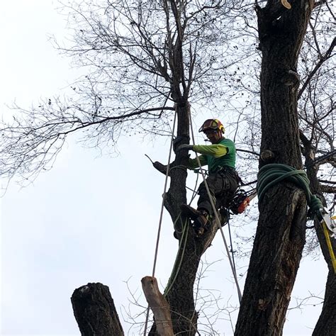 Tree Trimming And Pruning Your Tree Wise Men