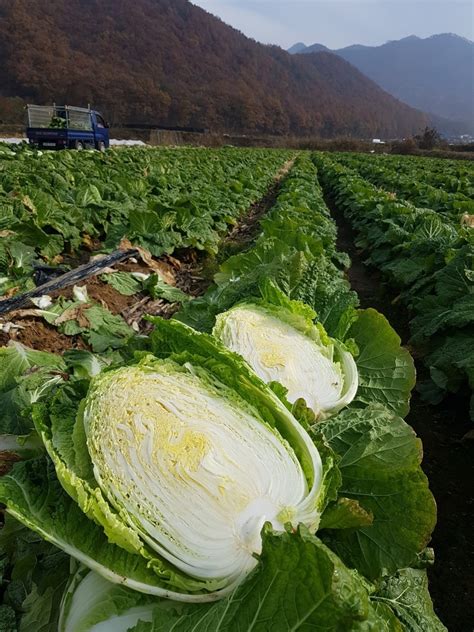 텃밭전문농사 채ㅁr원 Band