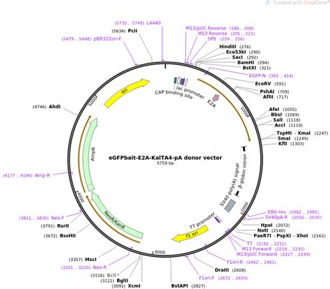 Donor Vector At Collection Of Donor Vector Free For Personal Use