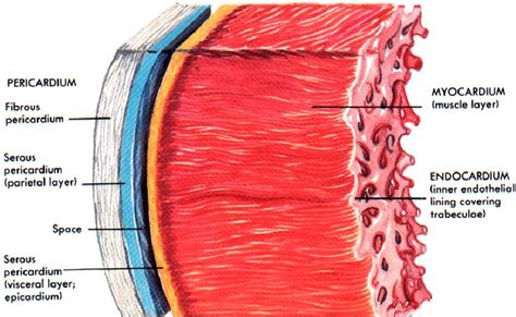 Myocardium Anatomy