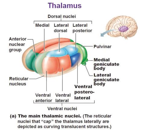Thalamus Diagram