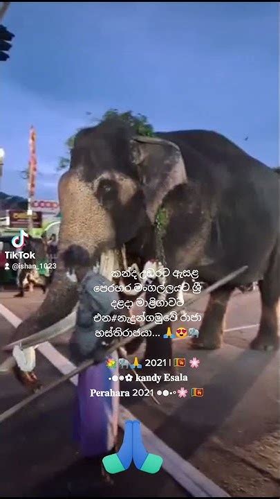 කන්ද උඩරට ඇසළ පෙරහර මංගල්ලයට ශ්‍රී දළදා මාළිගාවට එන නැදුන්ගමුවෙ හස්තියා🙏 Youtube