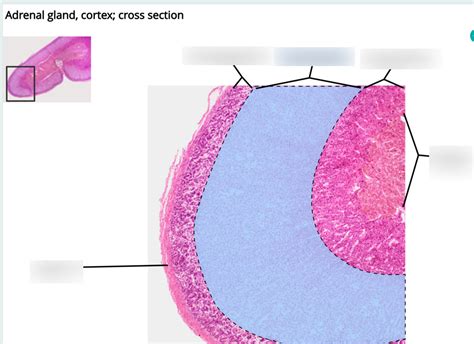Bio 202 Chapter 17 Endocrine System Lab 27 Histology Diagram Quizlet