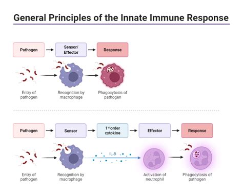 General Principles Of The Innate Immune Response Biorender Science