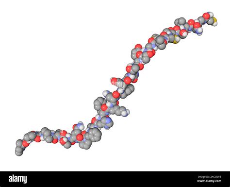 Calcitonin Hormone Molecule Computer Model Showing The Structure Of The Human Hormone