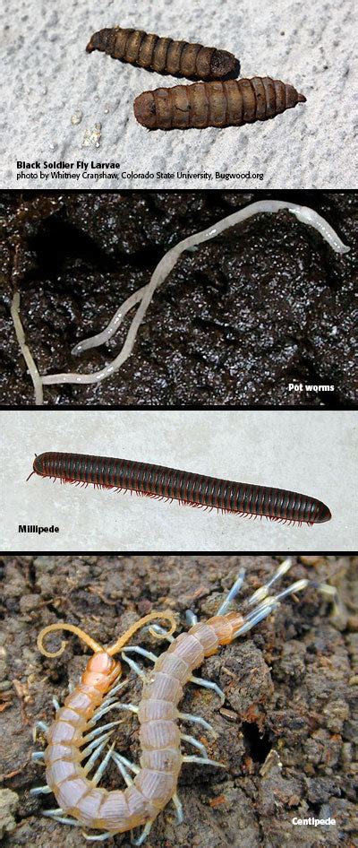 Troubleshooting Your Worm Bin ‚Äì Grow Organic