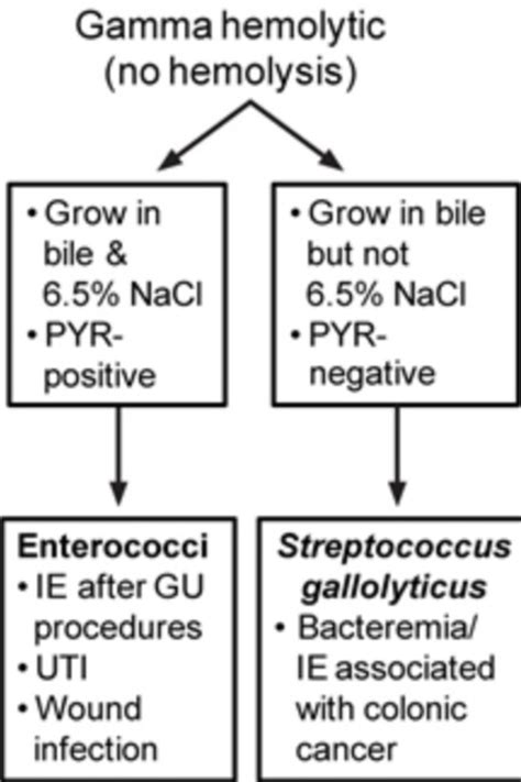 Gamma Hemolytic Streptococci 캐시피드