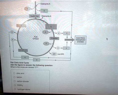 SOLVED Coenzyme A Acetyl CoA Coenzyme A TCA Cycle Carbon Electron Transport System ATP And