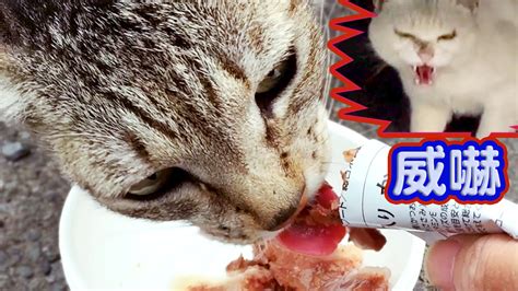 野良猫に餌をあげたら威嚇の鳴き声が？激おこ！怒る白猫ちゃん登場！！ White Cat Is Angry Friendly Tabby