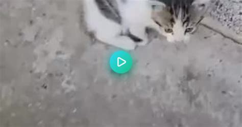 Sir I Pulled You Over Because You Have A Tail Light That Is Ou Is That Catnip I Smell