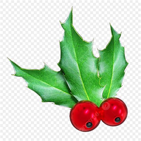 Holly Leaf Png