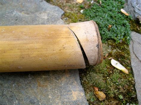 How To Make A Feeder For Ladybugs To Attract Them To Your Garden Ladybug Natural Pesticides
