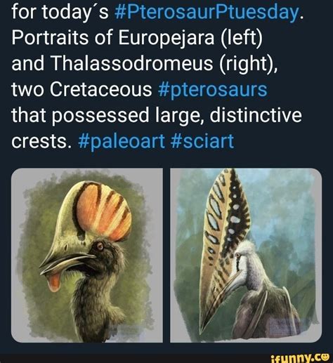 For Todays Pterosaurptuesday Portraits Of Europejara Left And