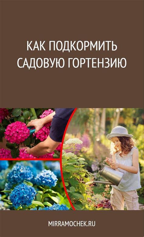 Как подкормить садовую гортензию Гортензия Растения Огород