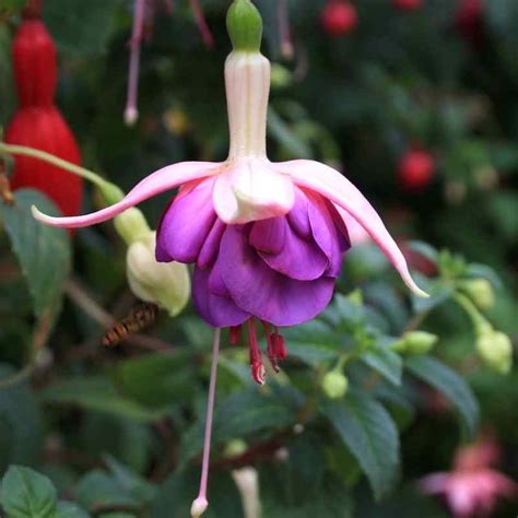 Fuchsia Remus Stauderiket Blogg
