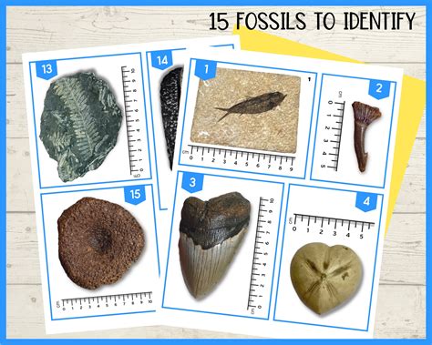 Fossil Identification Printable Science Lesson Activity A4 And 8 5x11 Inch Digital Download