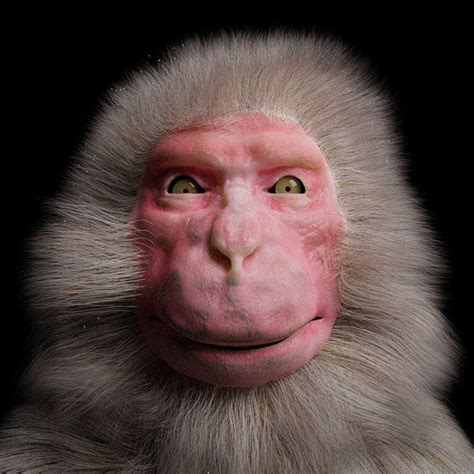 Japanese Macaque Monkey Free 3d Model Rigged Cgtrader