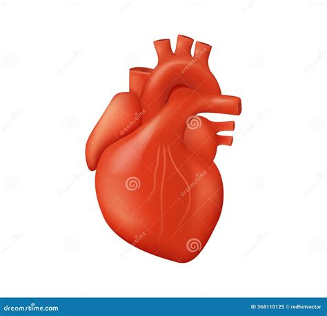 Human Heart Illustration Herat Organ Icon Anatomically Correct Human Heart With Venous System