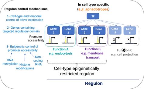 Single Nucleus Multi Omics Regulatory Landscape Of The Murine Pituitary