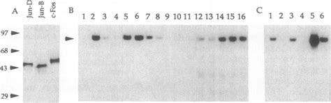 A In Vitro Translated Proteins Ts Methionine Labeled Jund Junb Download Scientific