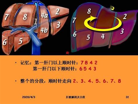 肝脏的8个分段 常见 八段 大山谷图库