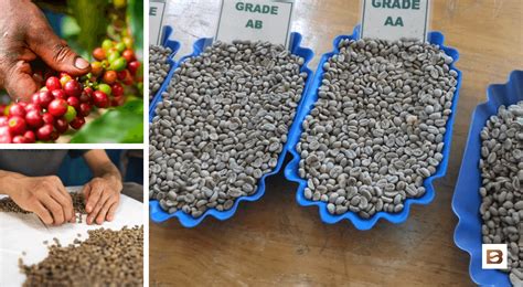 Coffee Grading Deciphering The Bean Rating Process Bean Ground