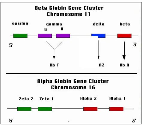 Hemoglobin Definition Structure And Function Biology Notes Online