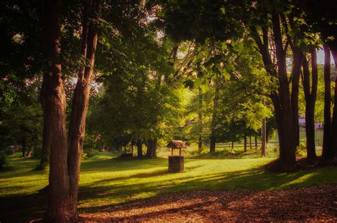 Parks Summer Trees Trunk Tree Grass Hd Wallpaper Rare Gallery