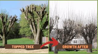 What Is Tree Topping Strobert Tree Services