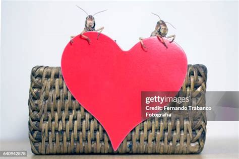 Cockroach Love Photos And Premium High Res Pictures Getty Images