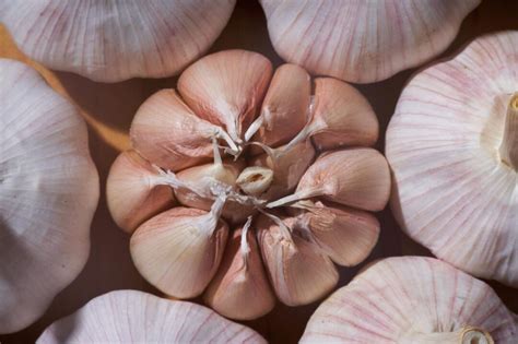 Городники розповіли як правильно зберігати часник щоб він залишався свіжим Читайте на Ukr Net