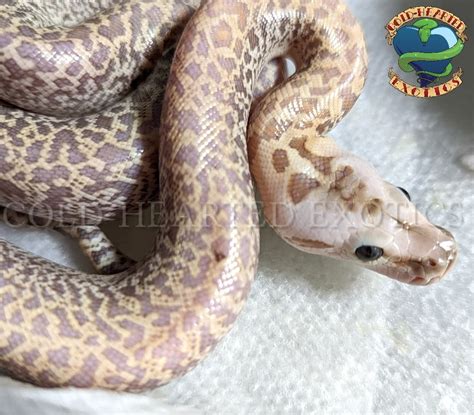Enigma Burmese Python Traits Morphpedia