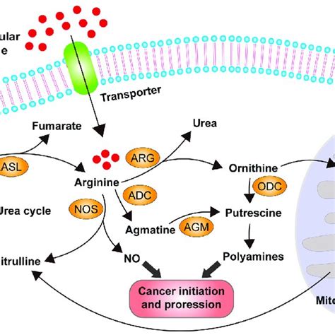The Diagram Illustrates The Metabolic Pathways Of Arginine In Human