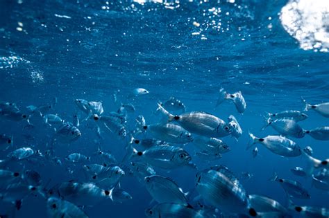 물 속에서 링글 도미 크로아티아 바다 물고기의 물 사진 아래 물고기 떼가 사진을 클로즈업 그것에 작은 물고기와 놀라운 푸른 바다 0명에 대한 스톡 사진 및 기타 이미지