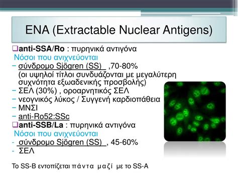 Ppt ΑΥΤΟΑΝΤΙΣΩΜΑΤΑ ΑΥΤΟΑΝΟΣΑ ΝΟΣΗΜΑΤΑ Powerpoint Presentation Id