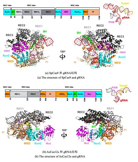 靶向DNA的II类CRISPR Cas系统的蛋白工程化改造