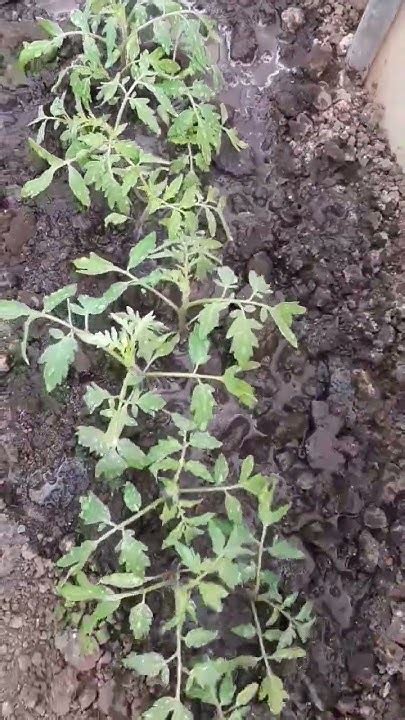 Другое Дело!Поливаю помидоры в теплице!Ранний сорт Агата!Подпишись ...