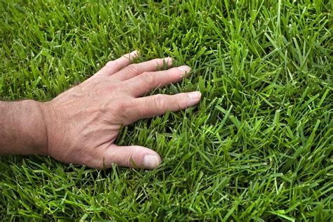 Fescue Grass When To Plant At Chastity Fruge Blog